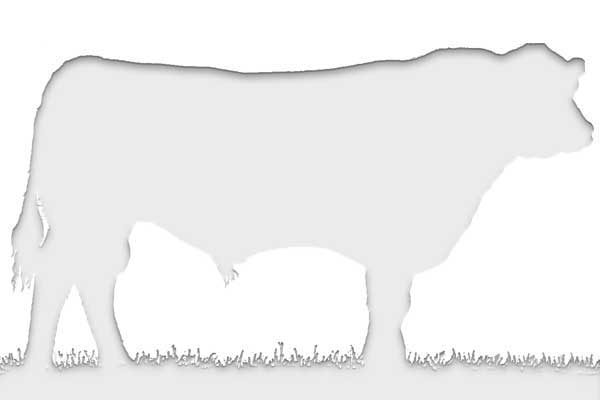 Angus Bulls Coloring Pages